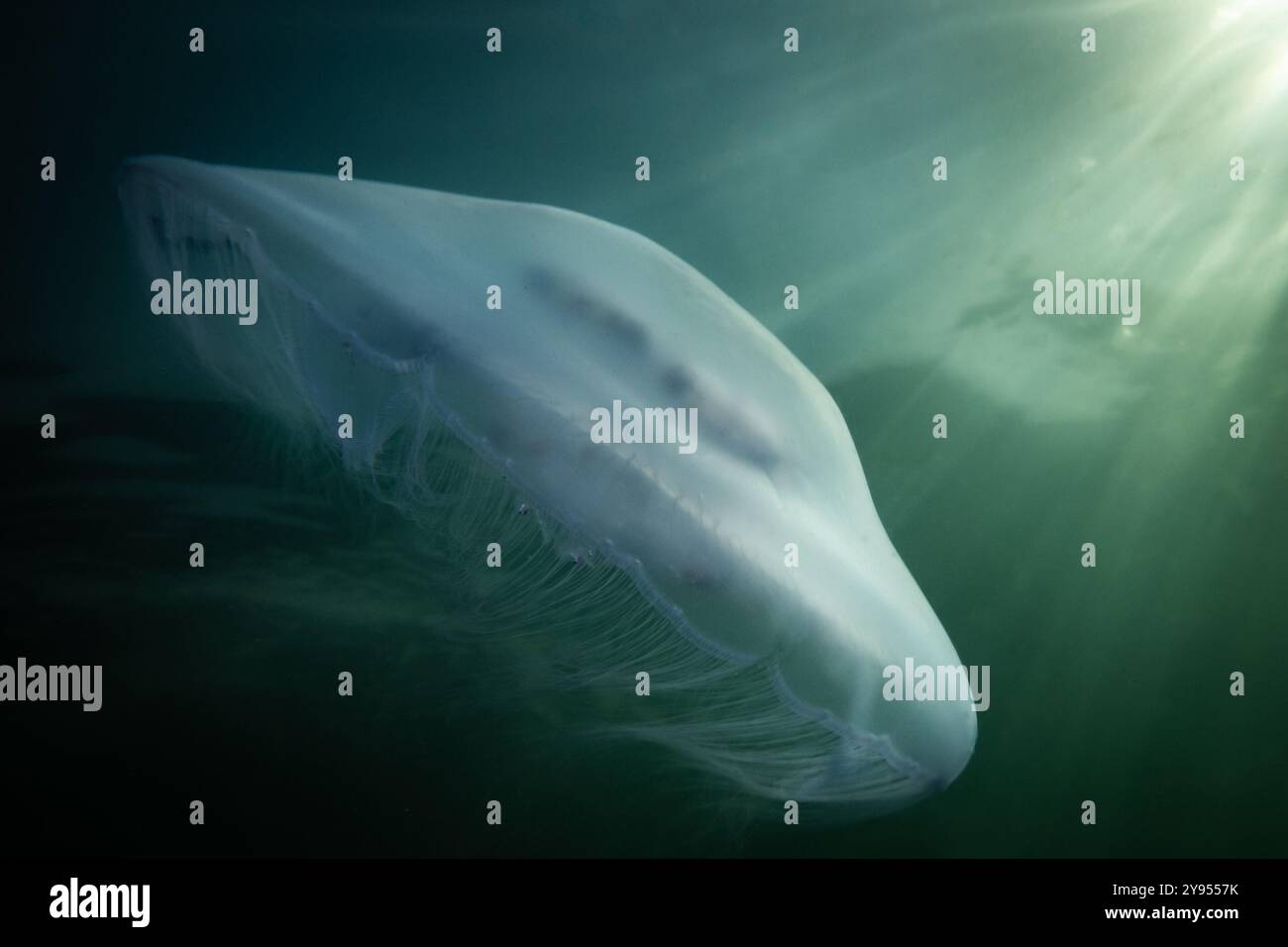 saltwater marine life creature jellyfish called moon jelly or aurelia ...