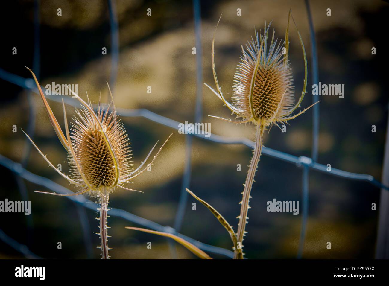 Dipsacus fullonum known as wild teasel or fuller's teasel Stock Photo ...