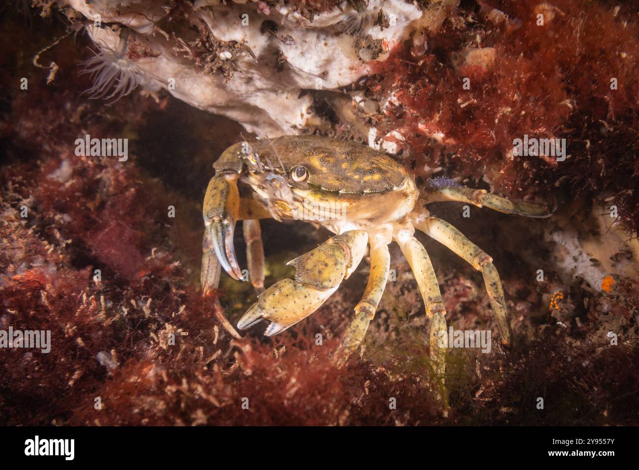 Cold salt water zeeland crab in Dutch Netherlands scuba dive site ...