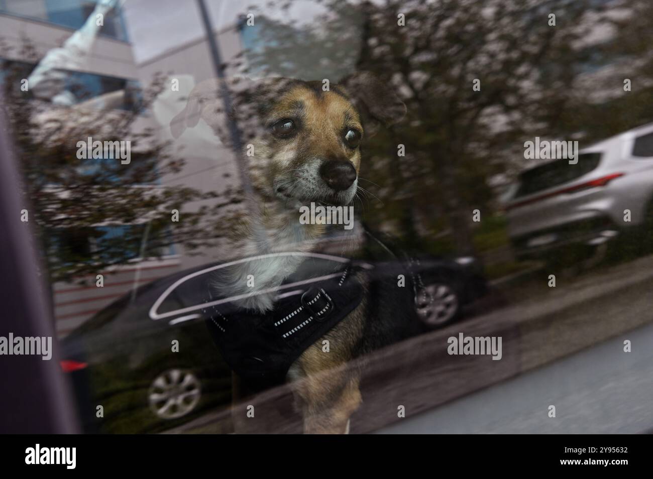 This image depicts a small dog inside a car, looking out of the window ...