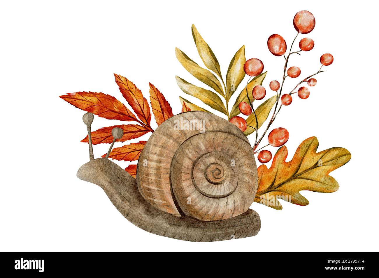 Watercolor illustration of a snail with a spiral shell, surrounded by ...