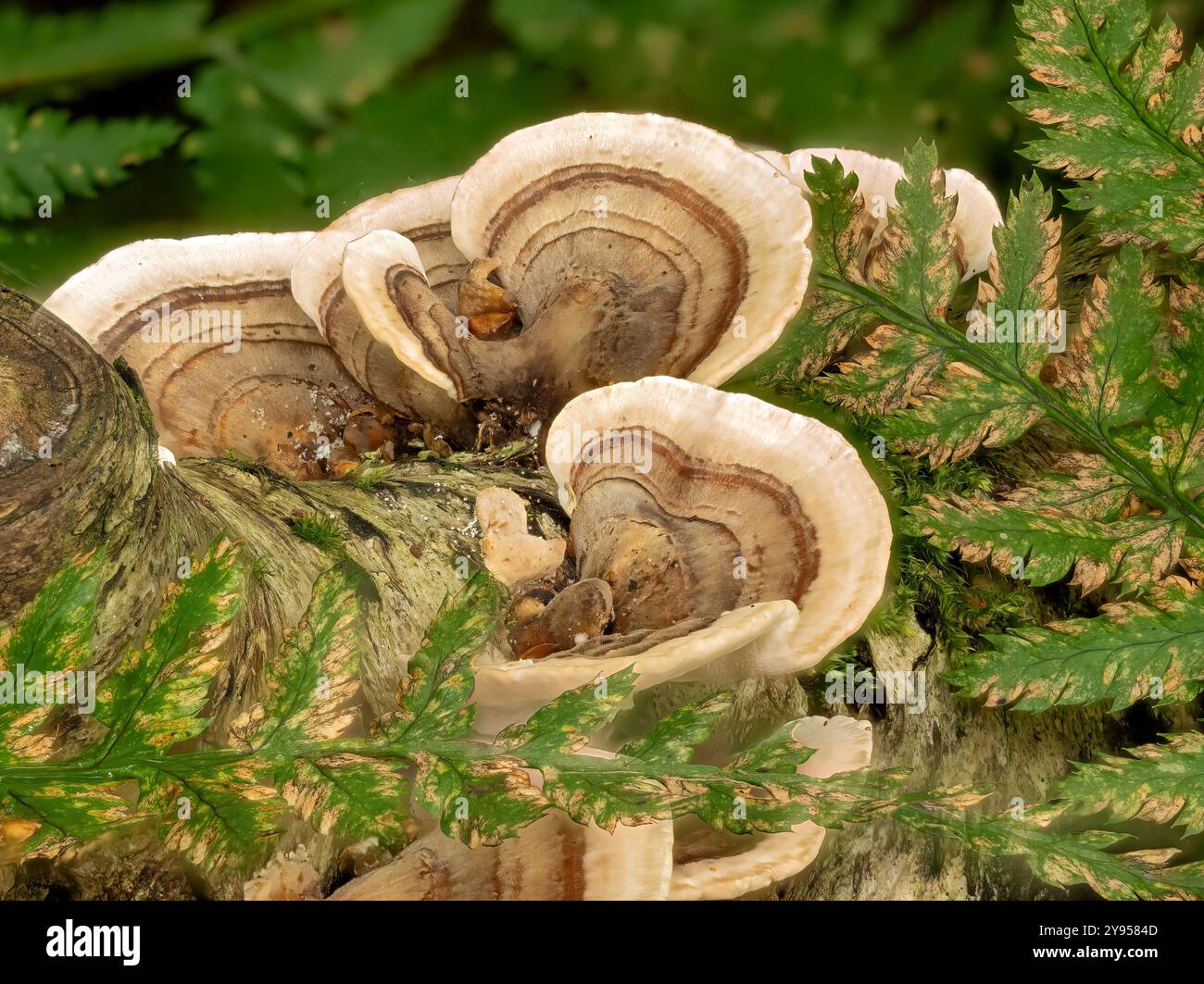 Wild mushrooms on log ferns hi-res stock photography and images - Alamy