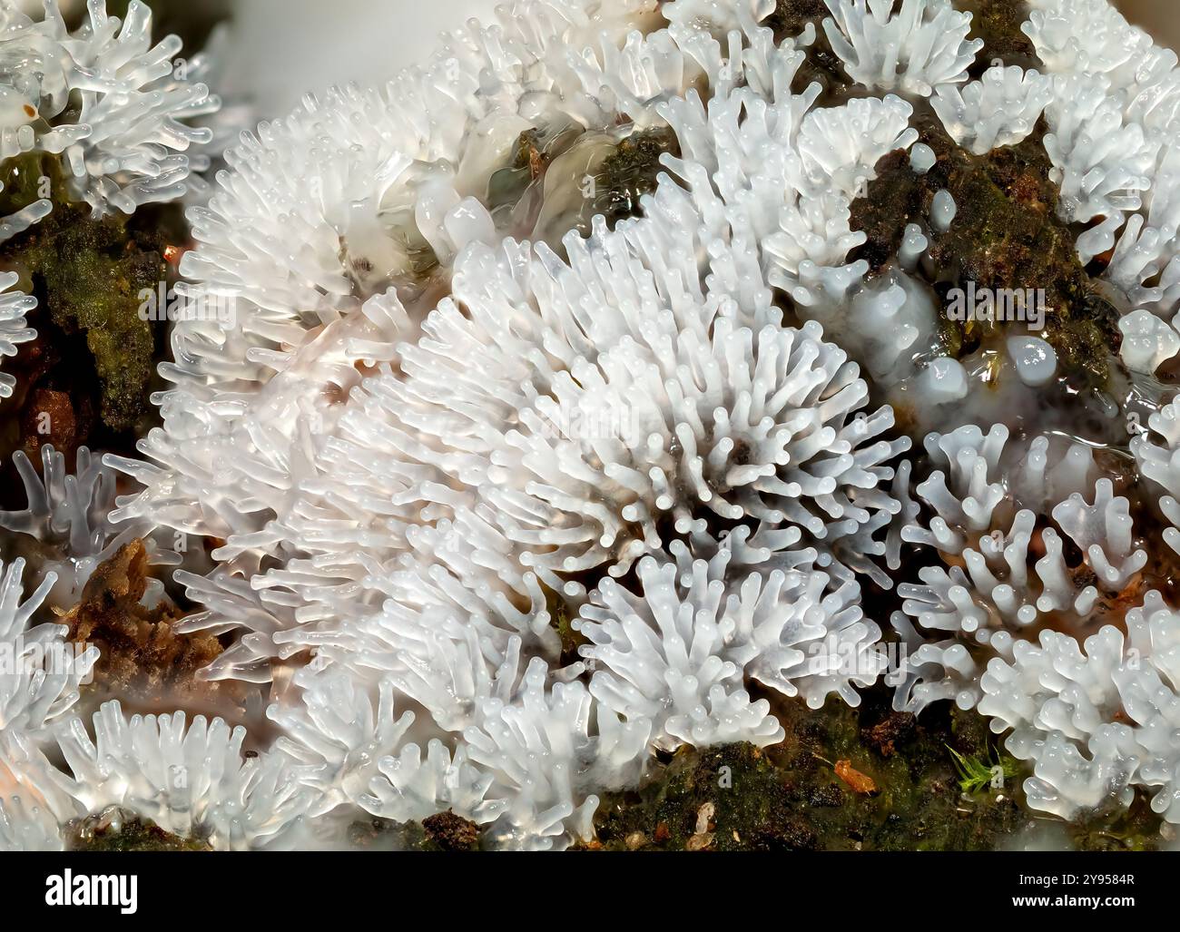 Ceratiomyxa Fruticulosa slime mould growing on a rotten stump Stock ...