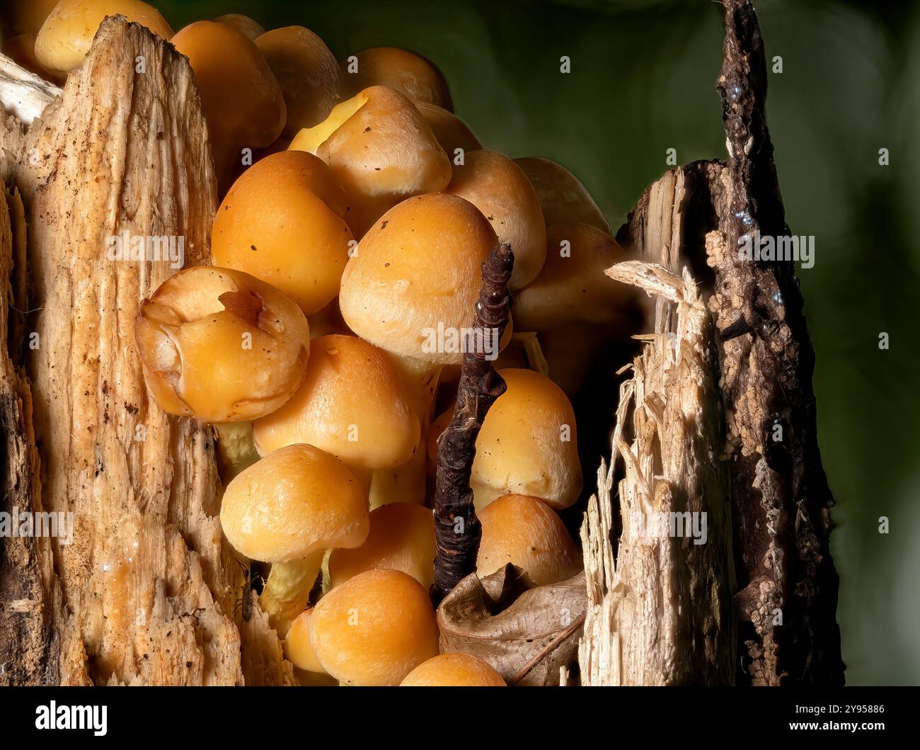 Fungus in a rotting tree stump Stock Photo - Alamy