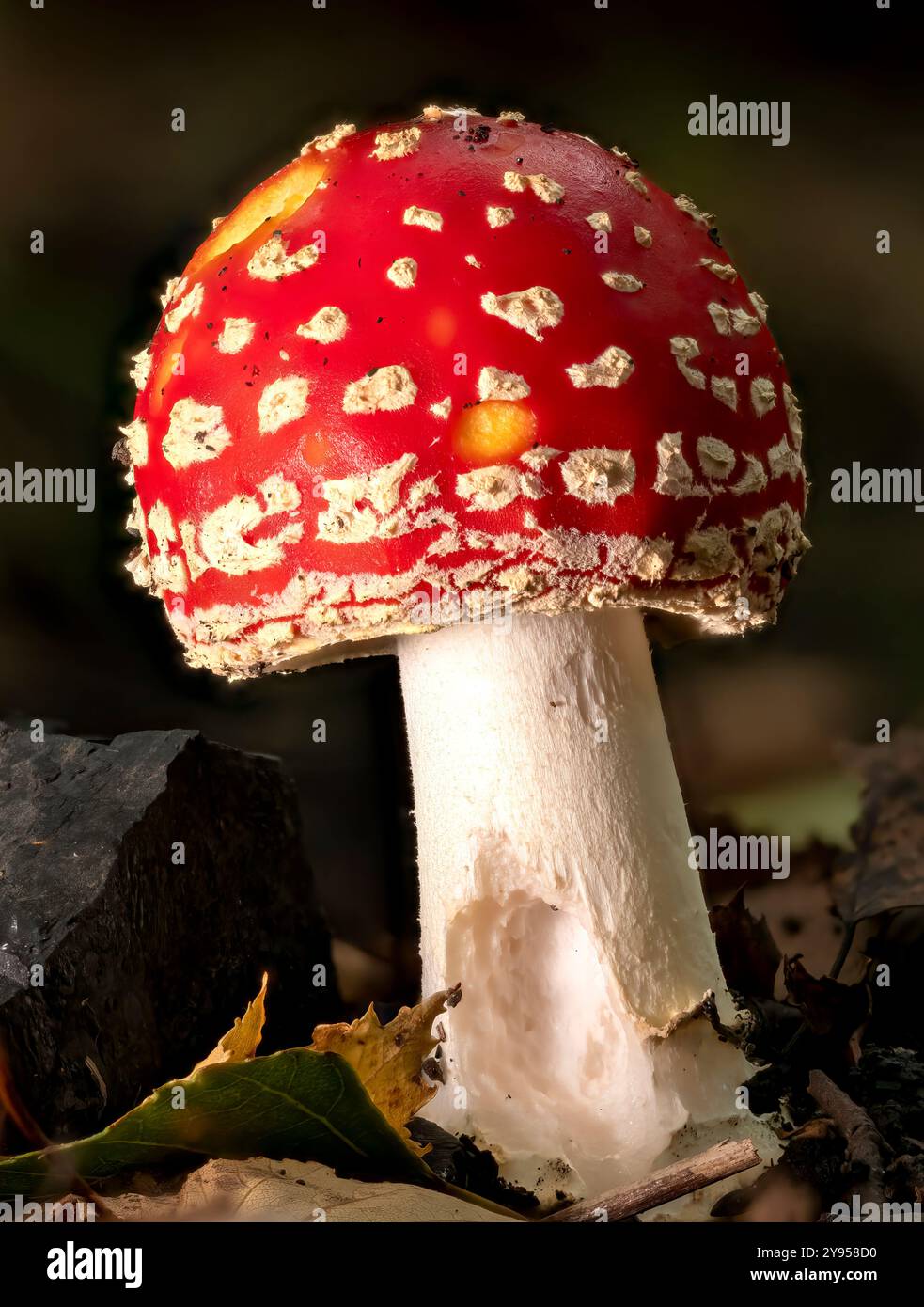 Autumnal macro image of Fly Agaric Fungi Stock Photo - Alamy