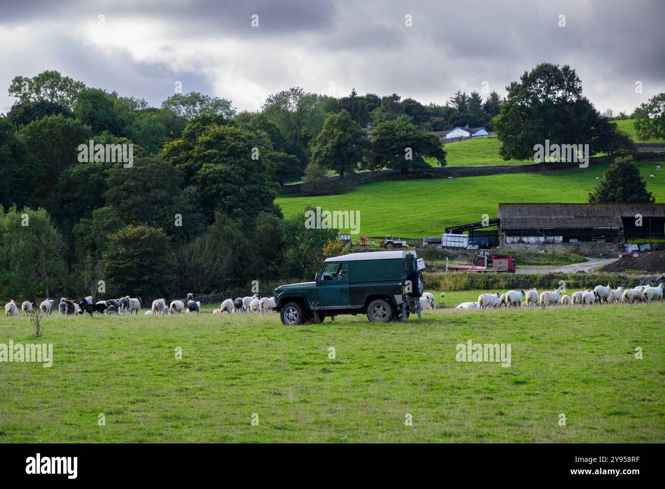 Land Rover driving, working, shepherding, rounding-up flock of animals ...