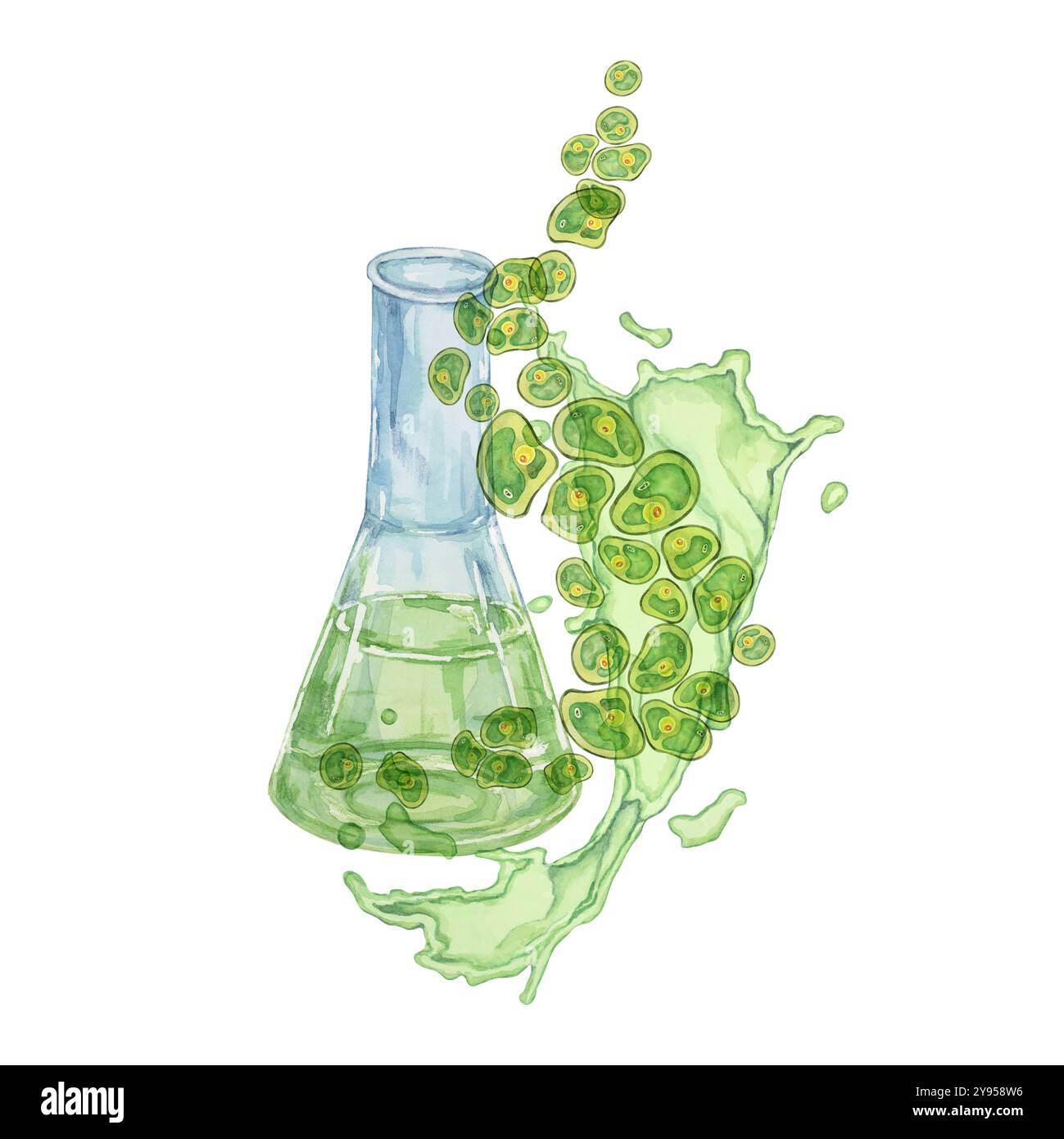 Lab flask with green Chlorella algae splashing out and a seaweed ...