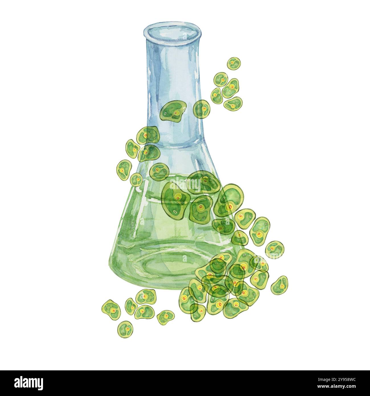 Laboratory flask with green Chlorella algae cells spilling out. Seaweed ...
