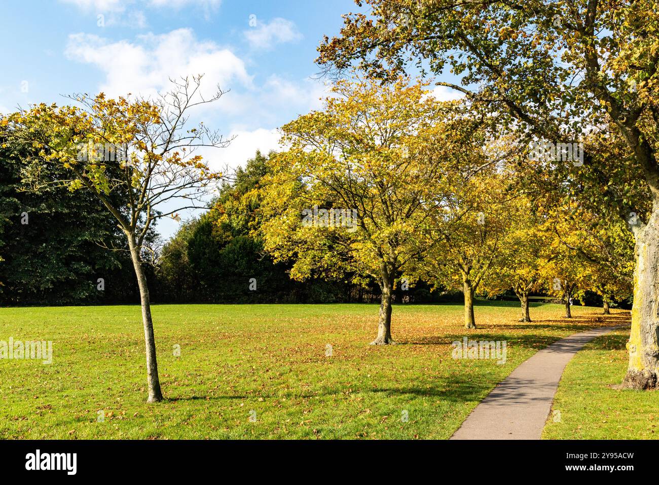 A serene park scene featuring a pathway lined with trees displaying ...