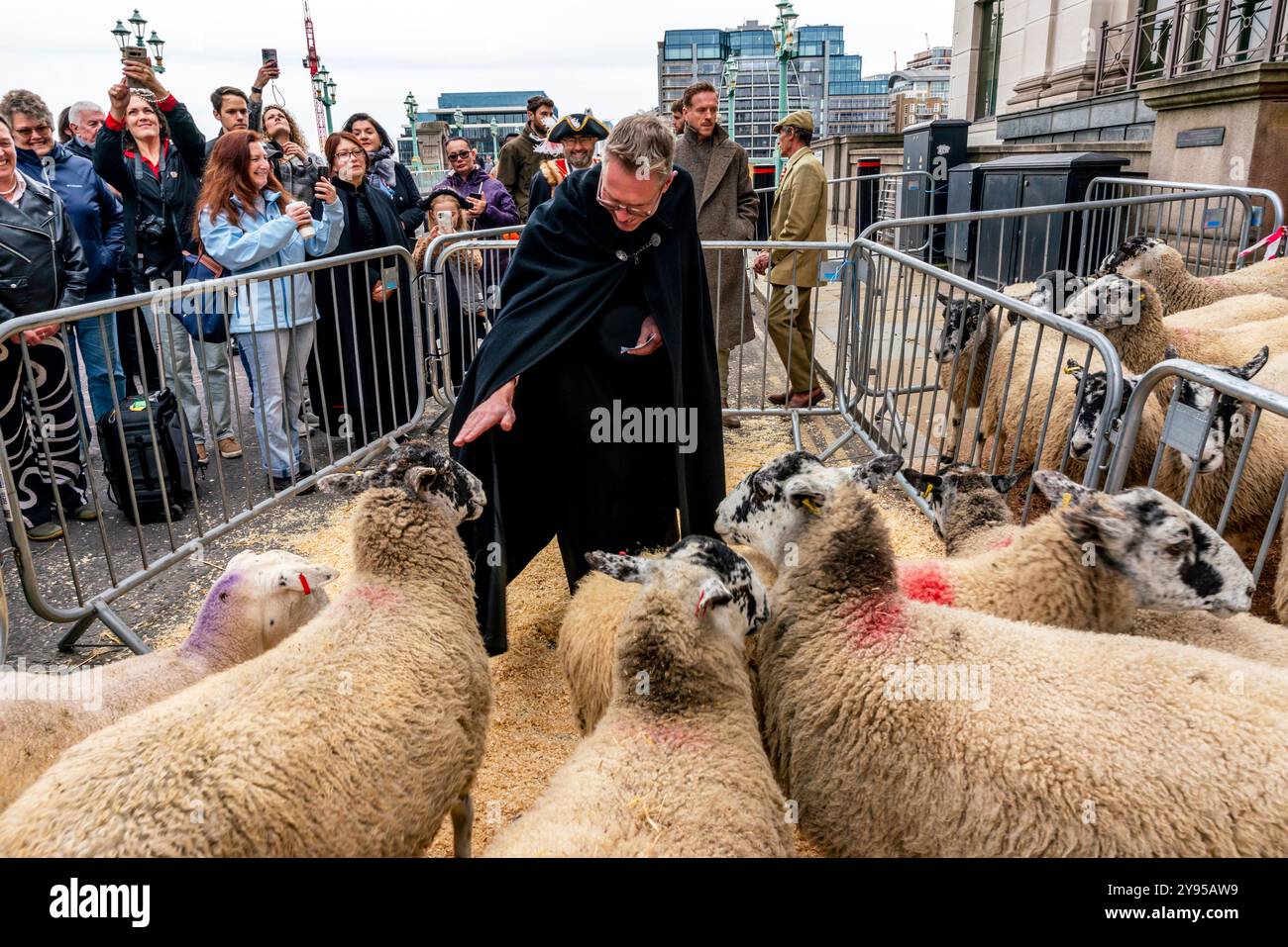 A Church Official Blesses The Sheep During 'The Blessing of The Sheep ...