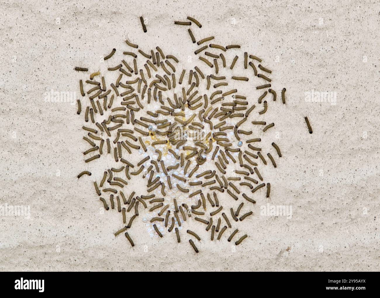 Fall webworm caterpillars hatching on a wall exterior insect nature ...