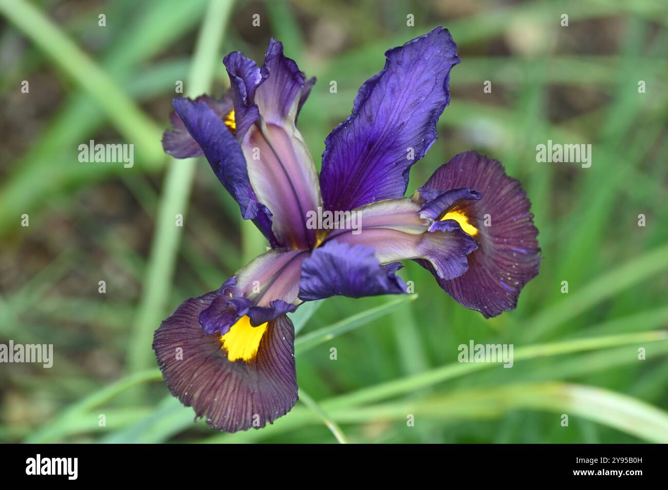 Unusual purple and yellow spring flower of Siberian iris, iris sibirica ...