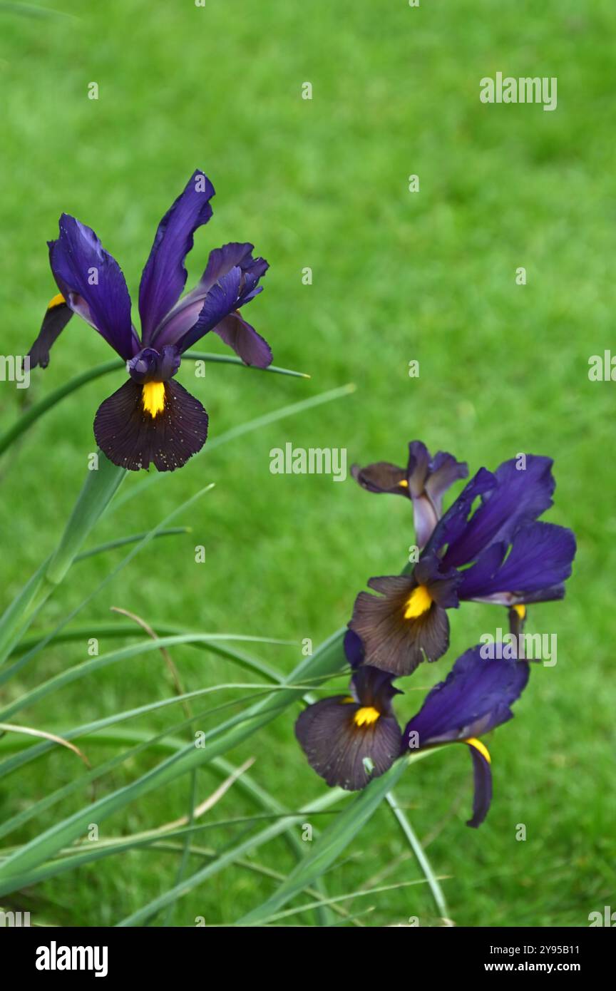 Unusual purple and yellow spring flower of Siberian iris, iris sibirica ...