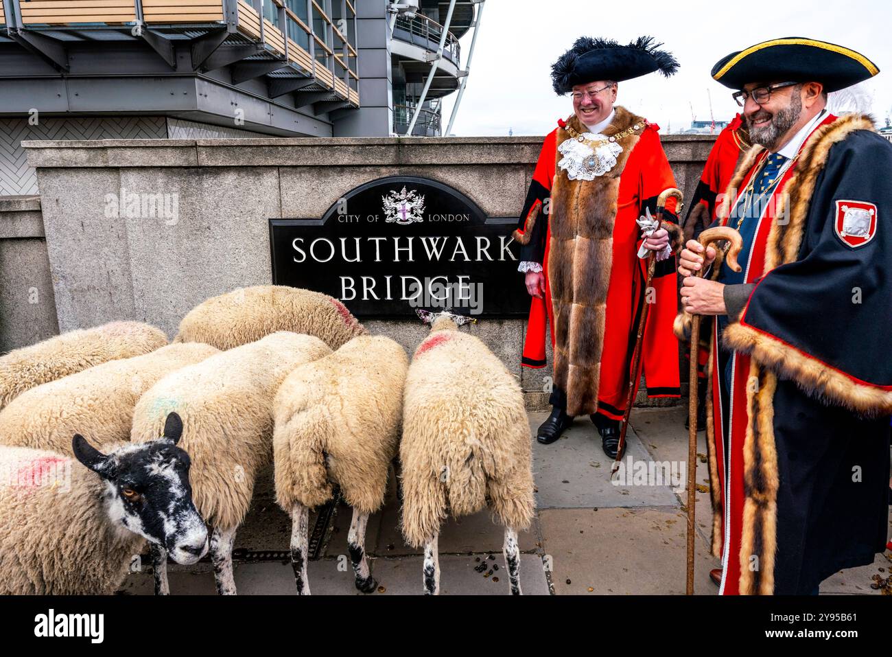 The Lord Mayor of London Michael Mainelli and Dignitaries Herding Sheep ...