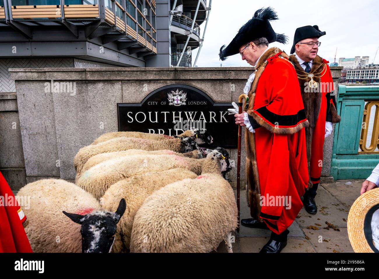 The Lord Mayor of London Michael Mainelli and Dignitaries Herding Sheep ...