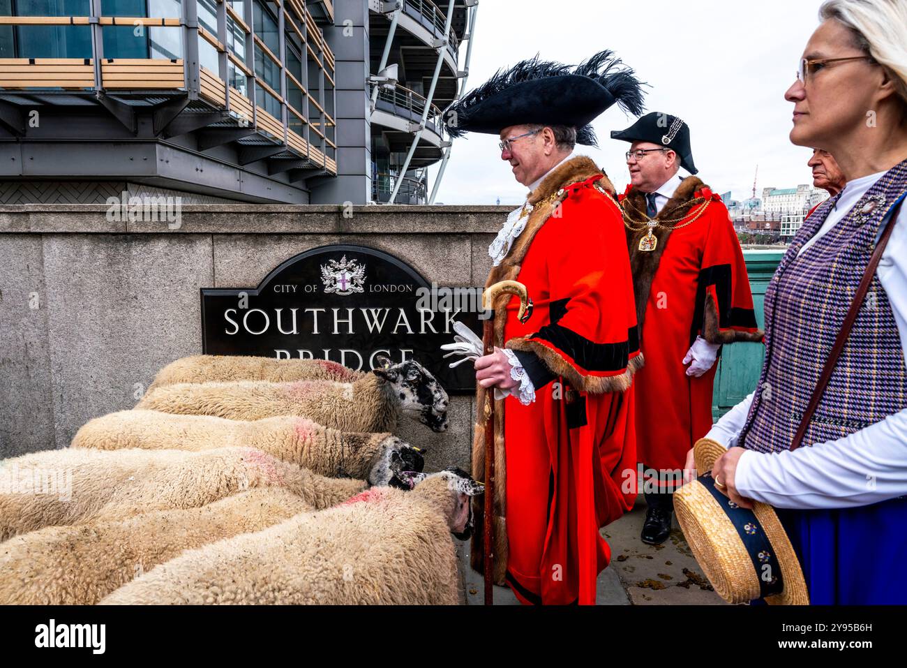 The Lord Mayor of London Michael Mainelli and Dignitaries Herding Sheep ...