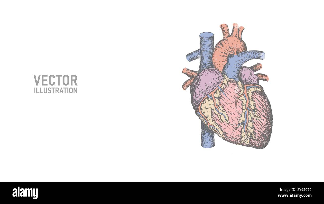 Human healthy heart 3d line art. Ink sketch medicine model. Pulse ...