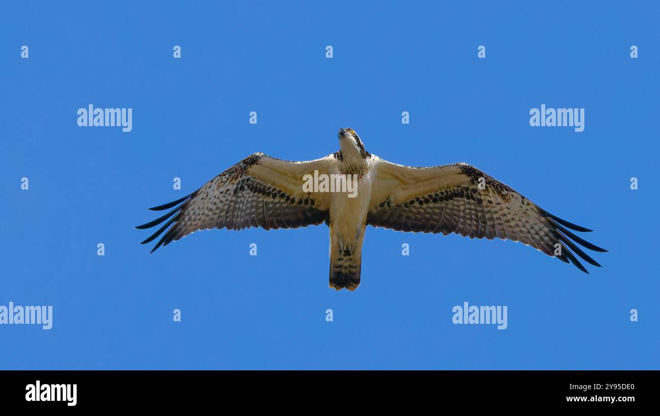 An in flight osprey, Pandion haliaetus, also known as sea hawk, river hawk, and the fish hawk ...