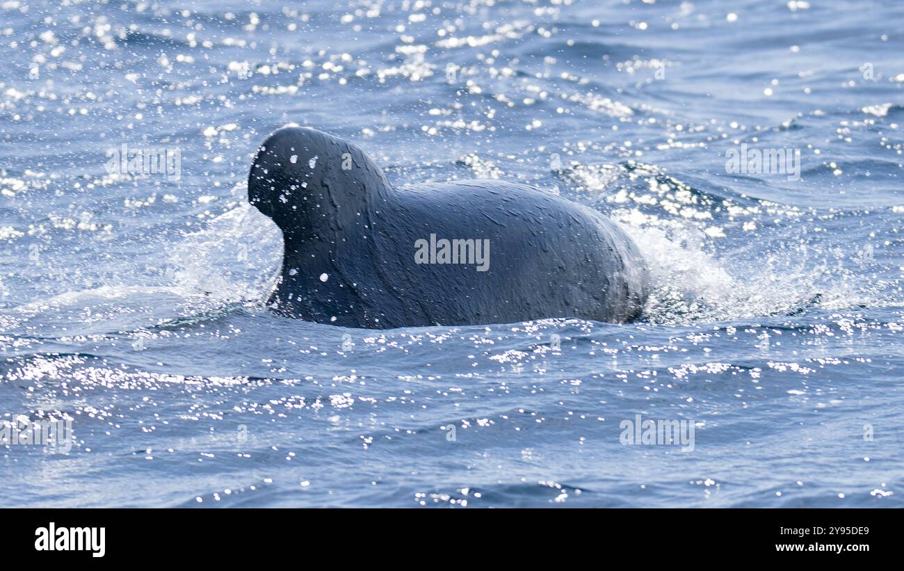 A long-finned pilot whale, or pothead whale, Globicephala melas, at the ...