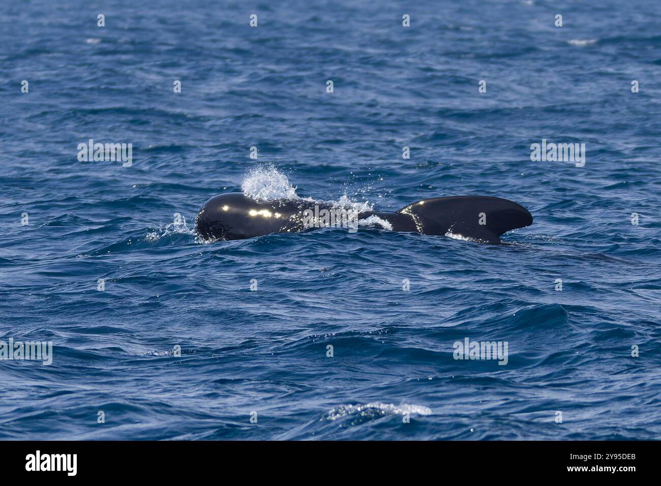 Pothead whale hi-res stock photography and images - Alamy