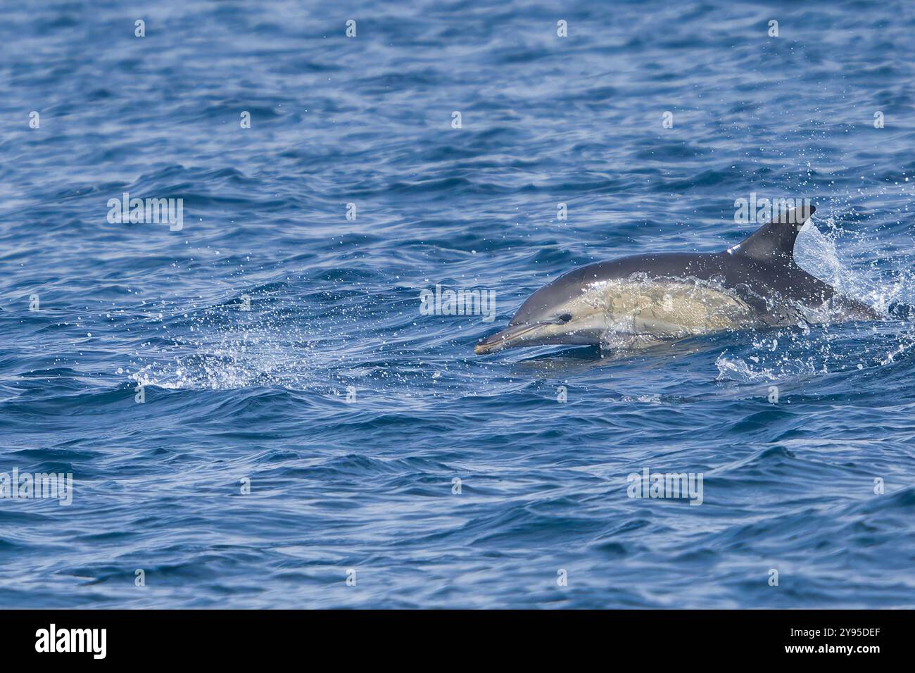 Common dolphin jumping hi-res stock photography and images - Alamy