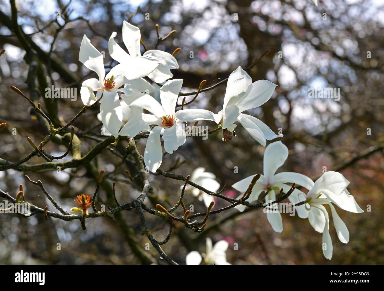Willow-leafed Magnolia, Magnolia salicifolia, Magnoliaceae. Japan, Asia ...