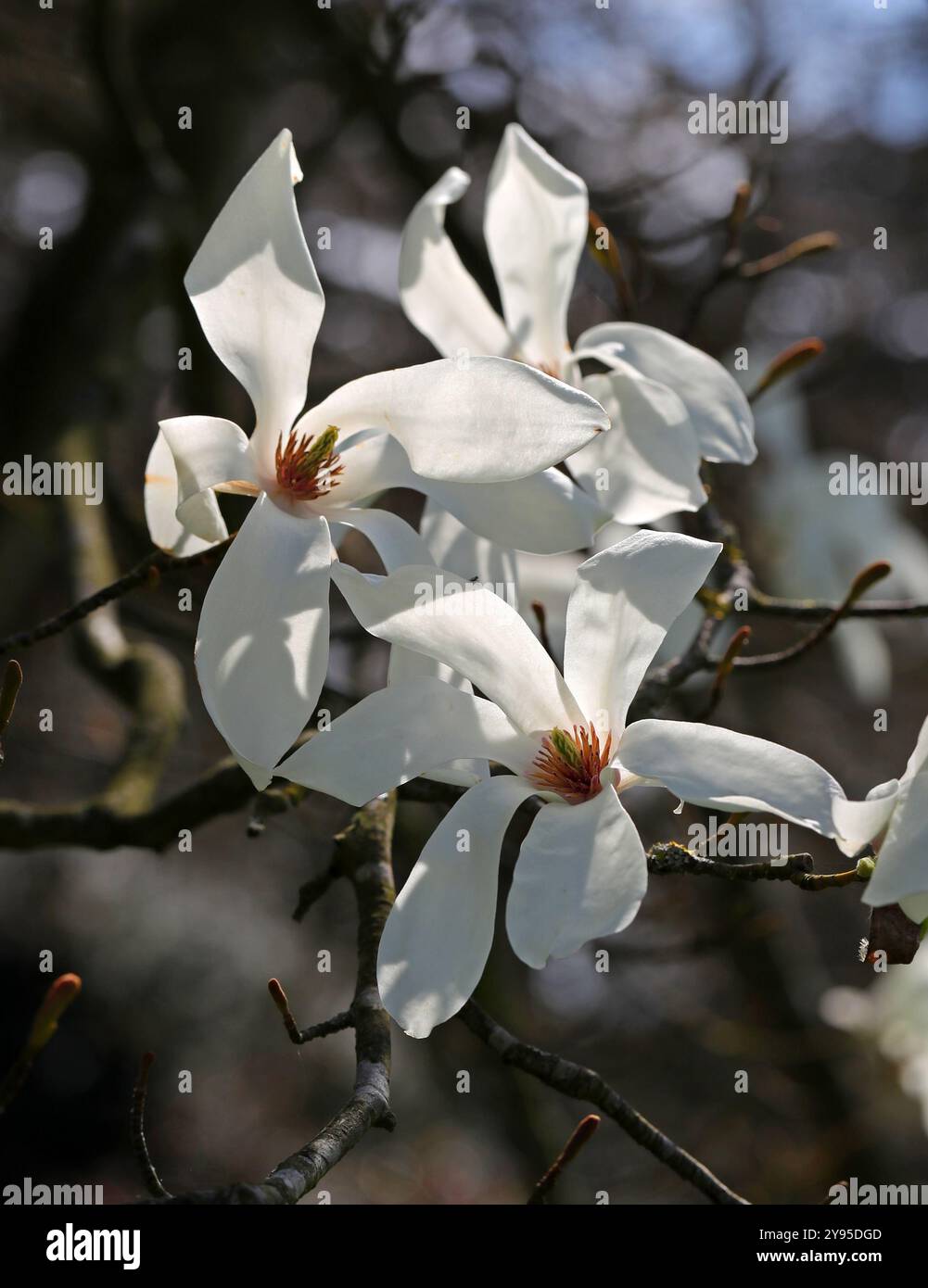 Willow-leafed Magnolia, Magnolia salicifolia, Magnoliaceae. Japan, Asia ...
