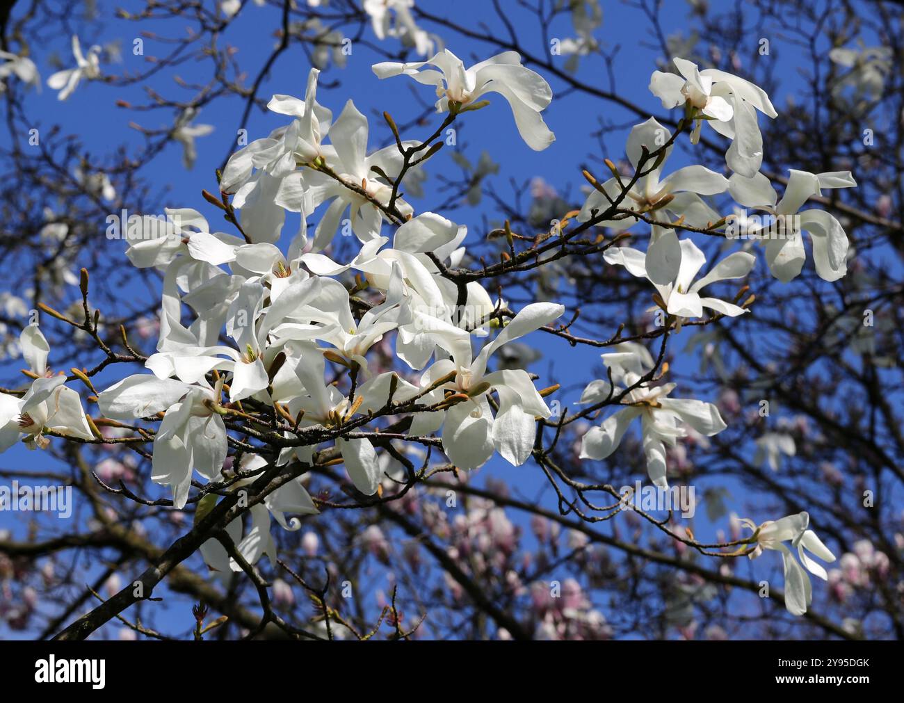 Willow-leafed Magnolia, Magnolia salicifolia, Magnoliaceae. Japan, Asia ...