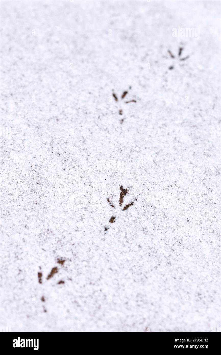Avian footprints hi-res stock photography and images - Alamy