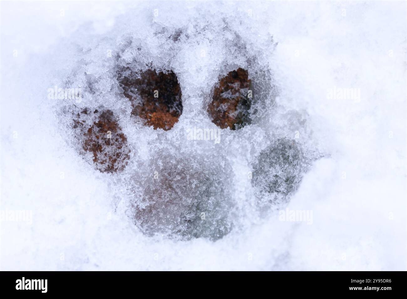 One single cat paw print in snow Stock Photo - Alamy