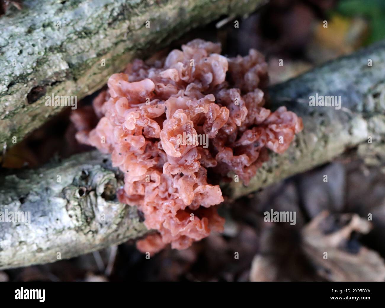 Leafy Brain, Phaeotremella frondosa (Tremella frondosa ...