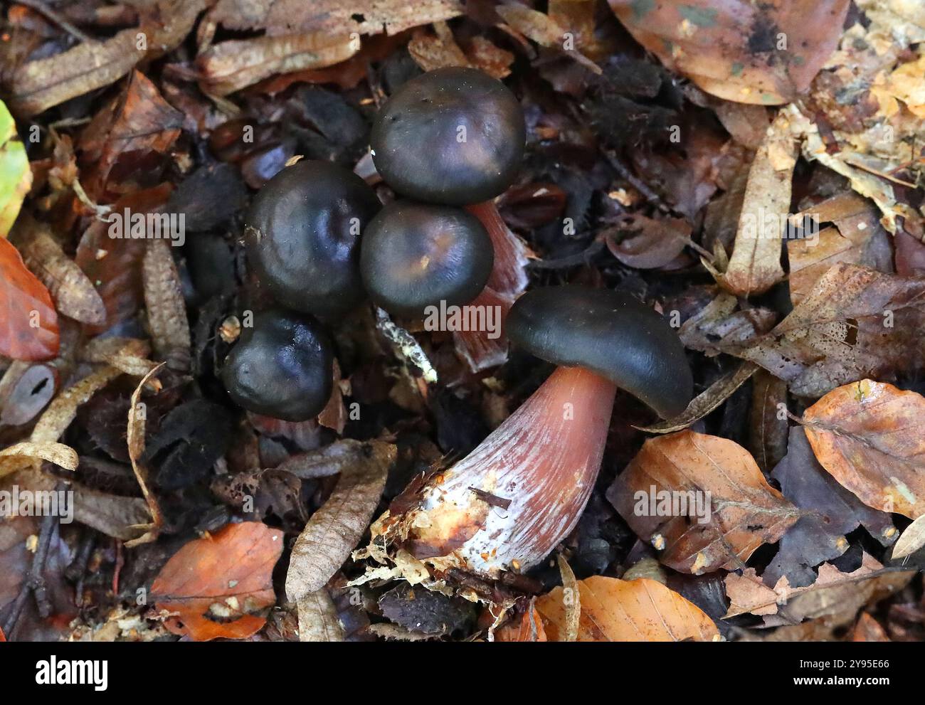 Butter Cap Fungus or Buttery Collibia, Rhodocollybia butyracea ...