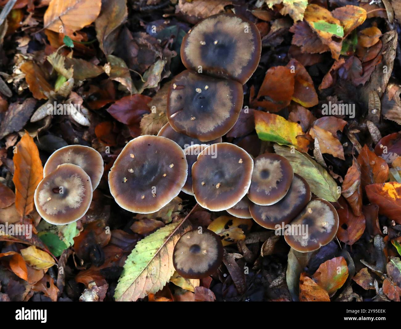 Butter Cap Fungus or Buttery Collibia, Rhodocollybia butyracea ...