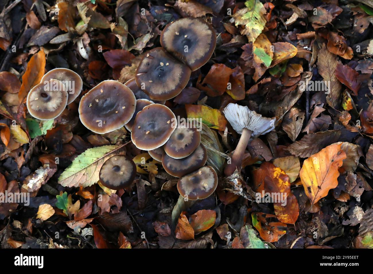 Butter Cap Fungus or Buttery Collibia, Rhodocollybia butyracea ...