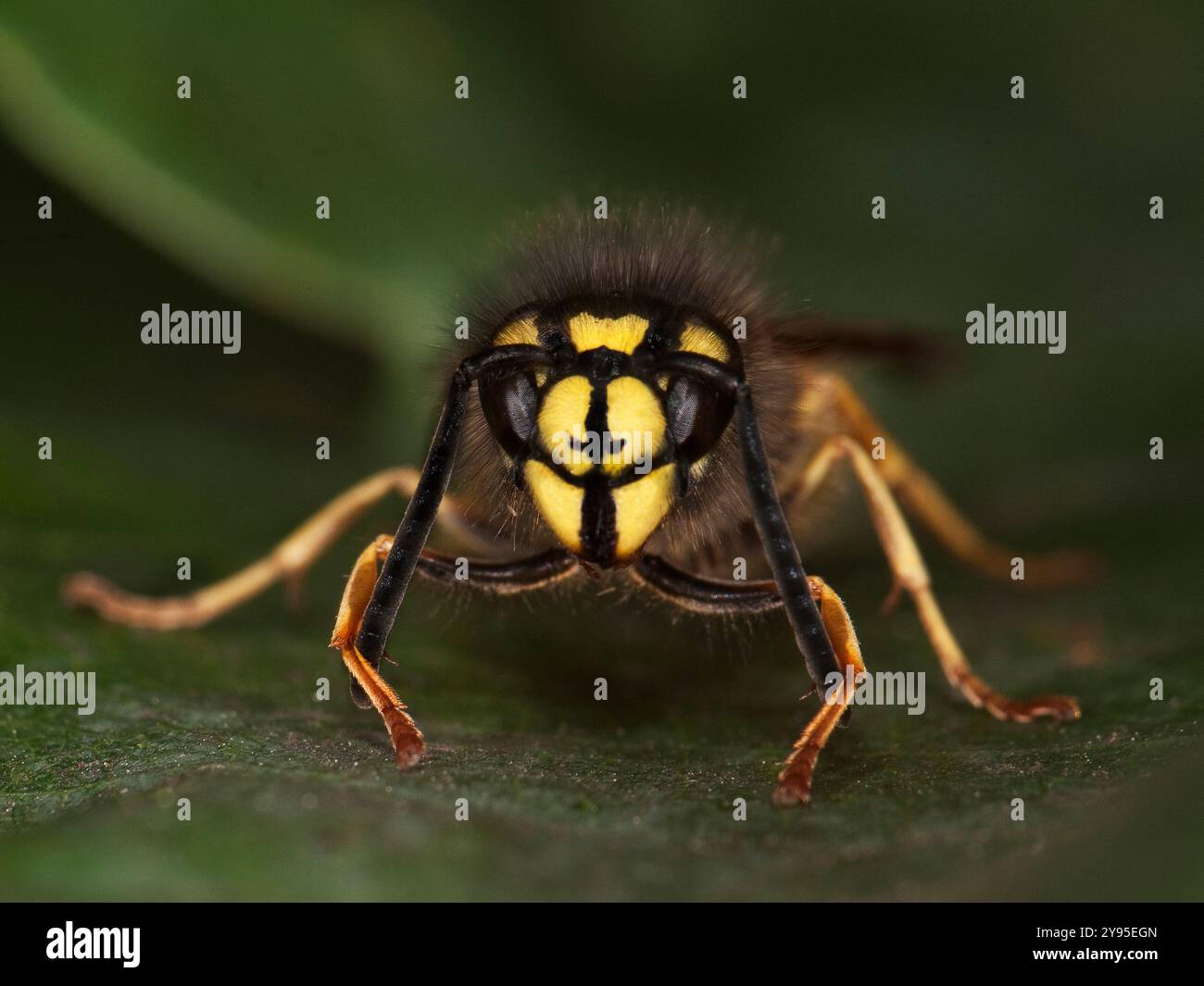 Vespula vulgaris, a Common wasp, with its front legs hooked around its ...