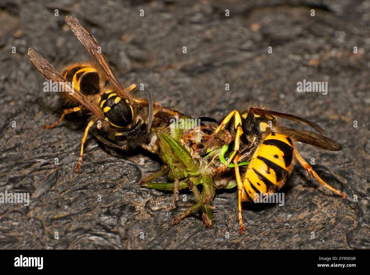 Queen lays several thousand larvae hi-res stock photography and images - Alamy