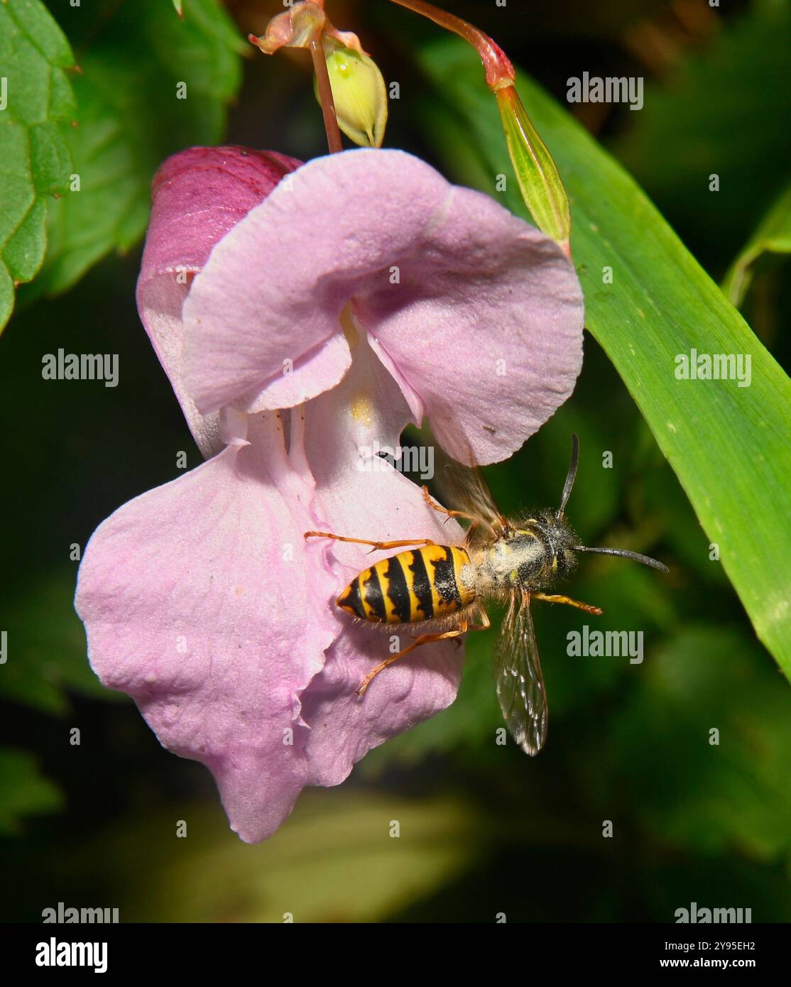 Collects pollen feed larvae hi-res stock photography and images - Alamy