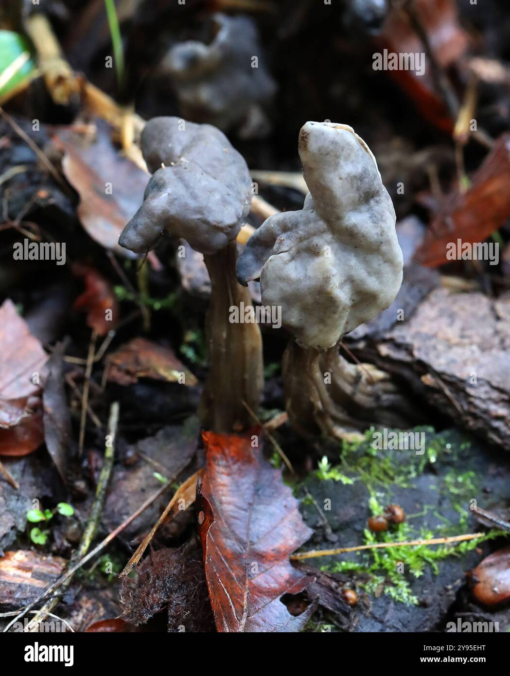 Elfin Saddle, Slate Grey Saddle or Fluted Black Elfin Saddle, Helvella ...