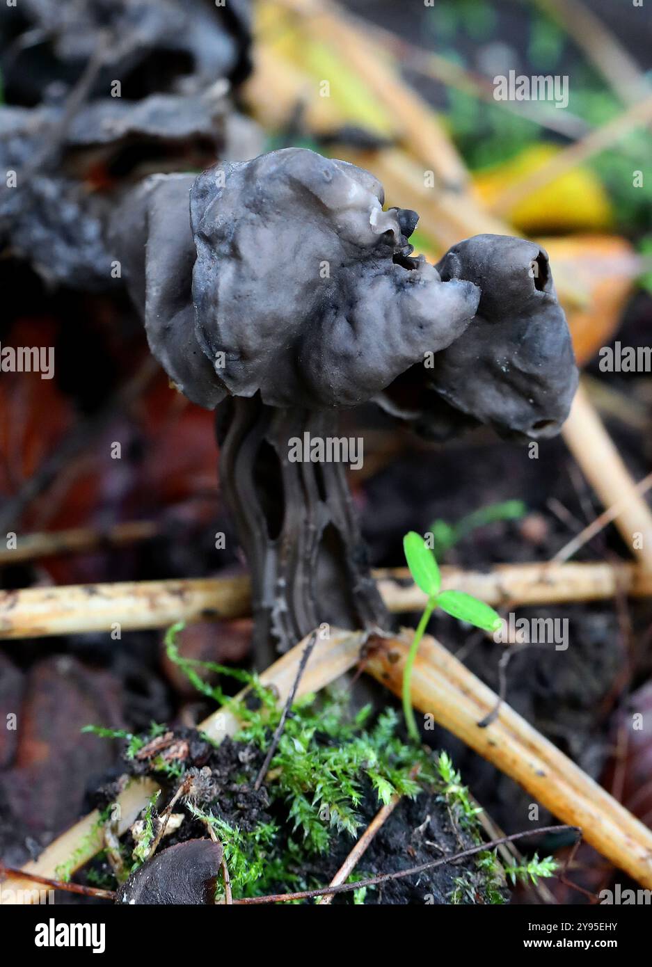 Elfin Saddle, Slate Grey Saddle or Fluted Black Elfin Saddle, Helvella ...