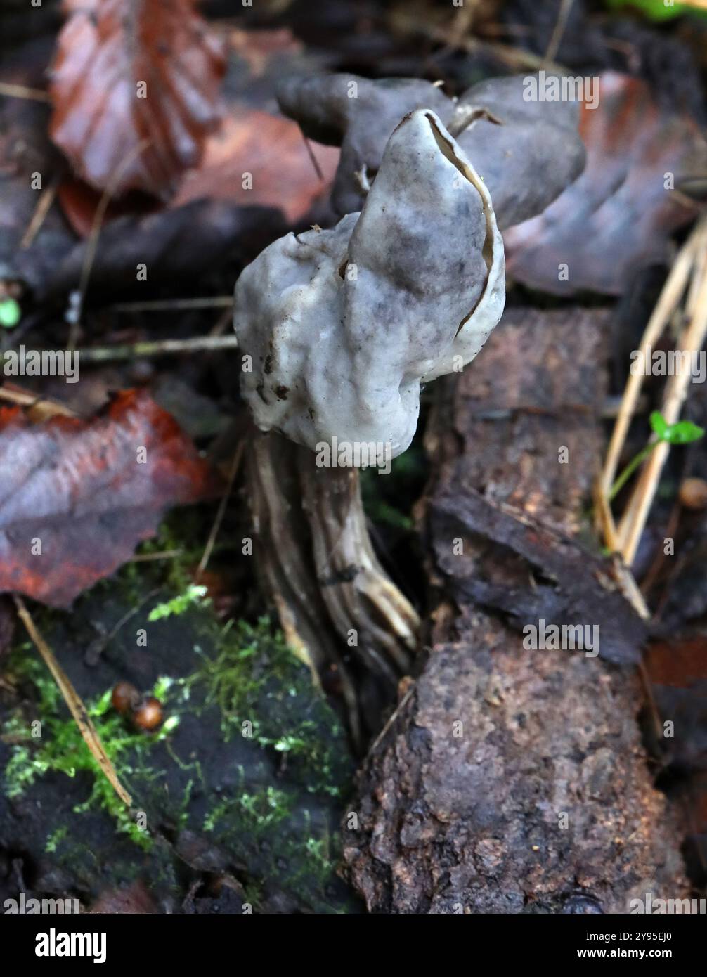 Elfin Saddle, Slate Grey Saddle or Fluted Black Elfin Saddle, Helvella ...