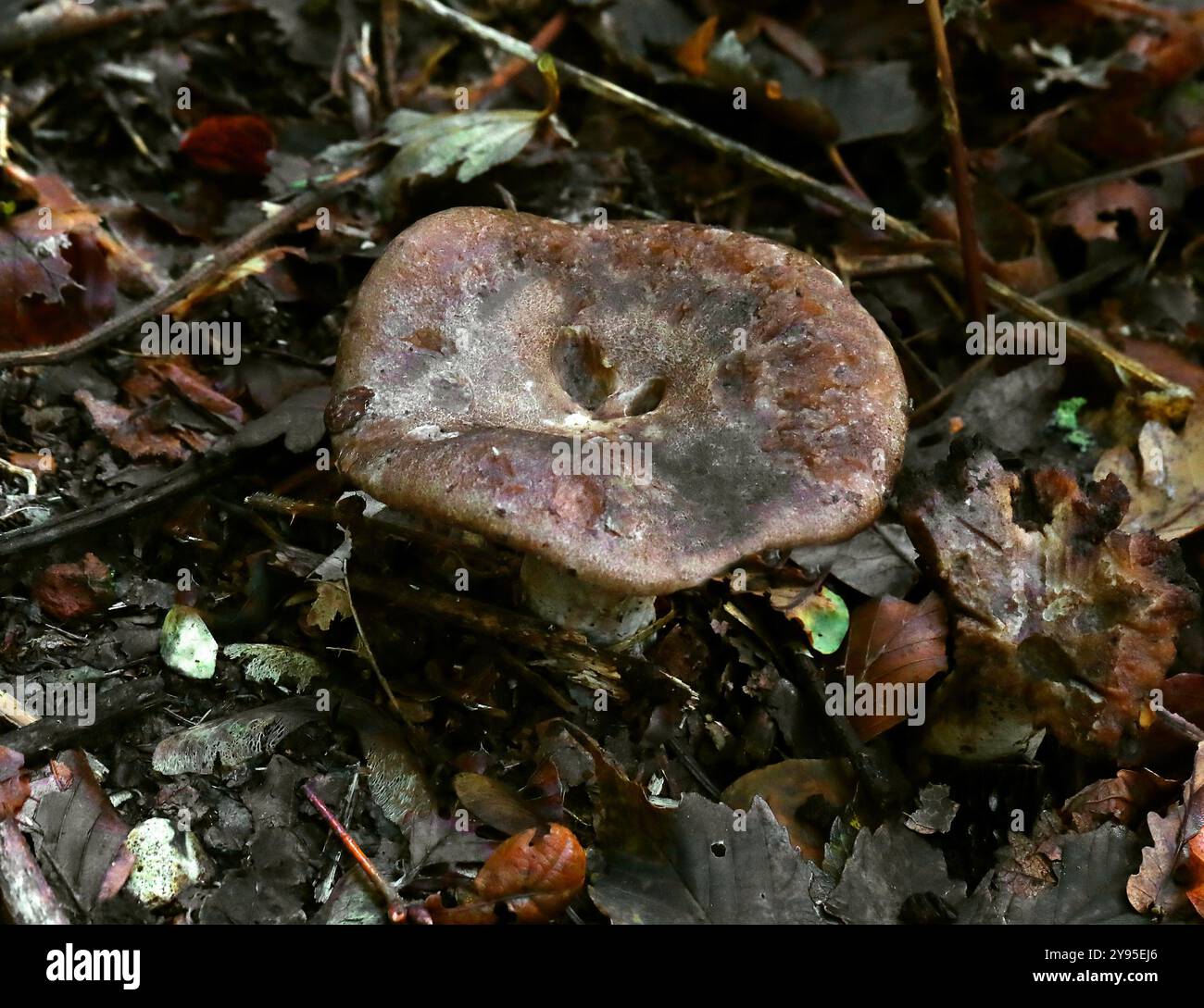 Blackening Brittlegill, Russula nigricans, Russulaceae. Growing in ...