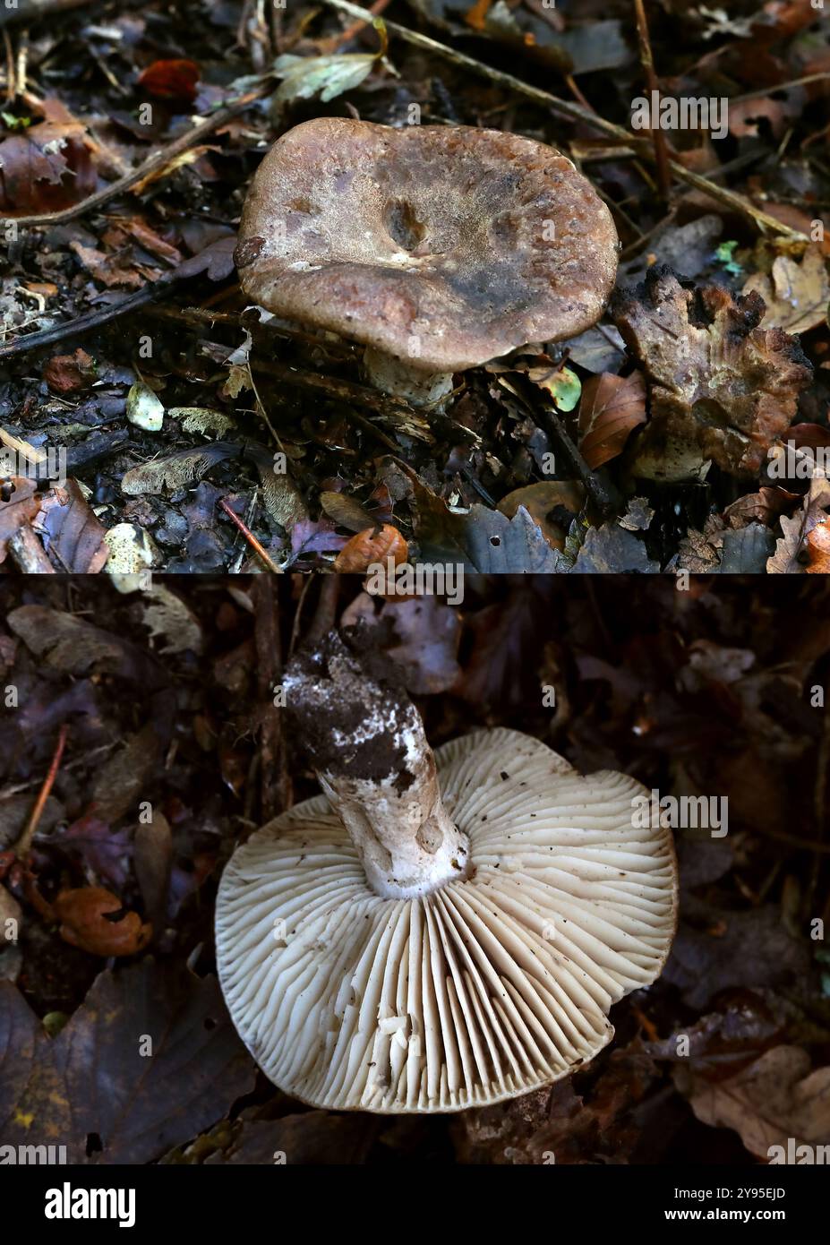 Blackening Brittlegill, Russula nigricans, Russulaceae. Growing in ...