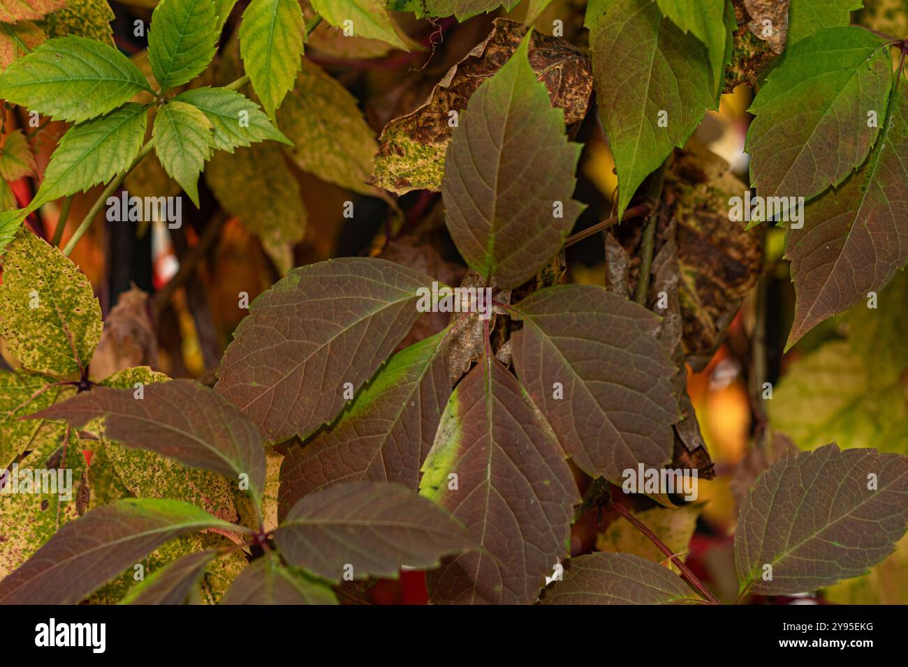 Vibrant autumn leaves with a rich color palette, captured in detail ...