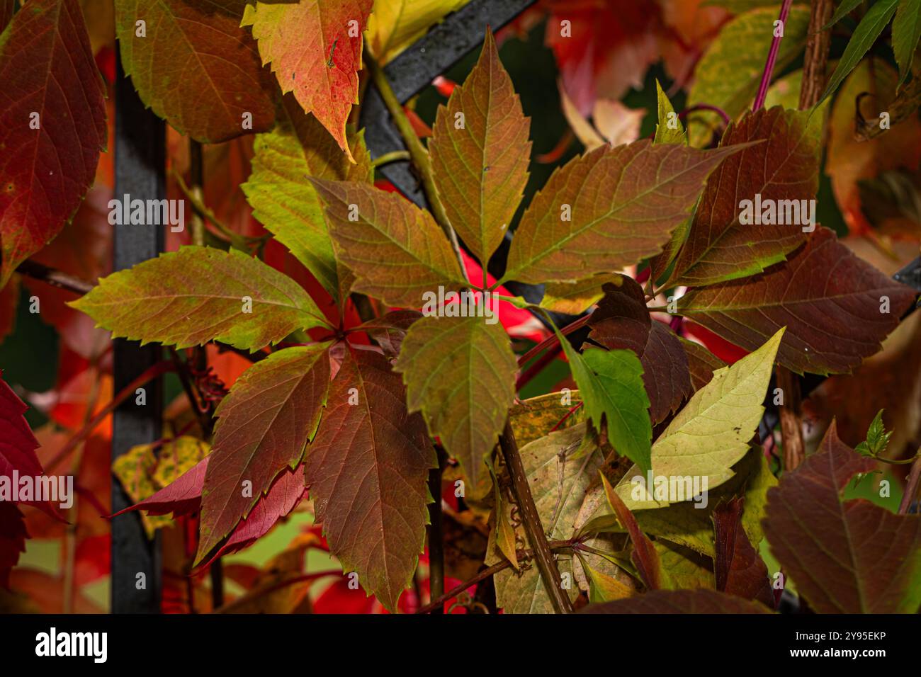 Vibrant autumn leaves with a rich color palette, captured in detail ...
