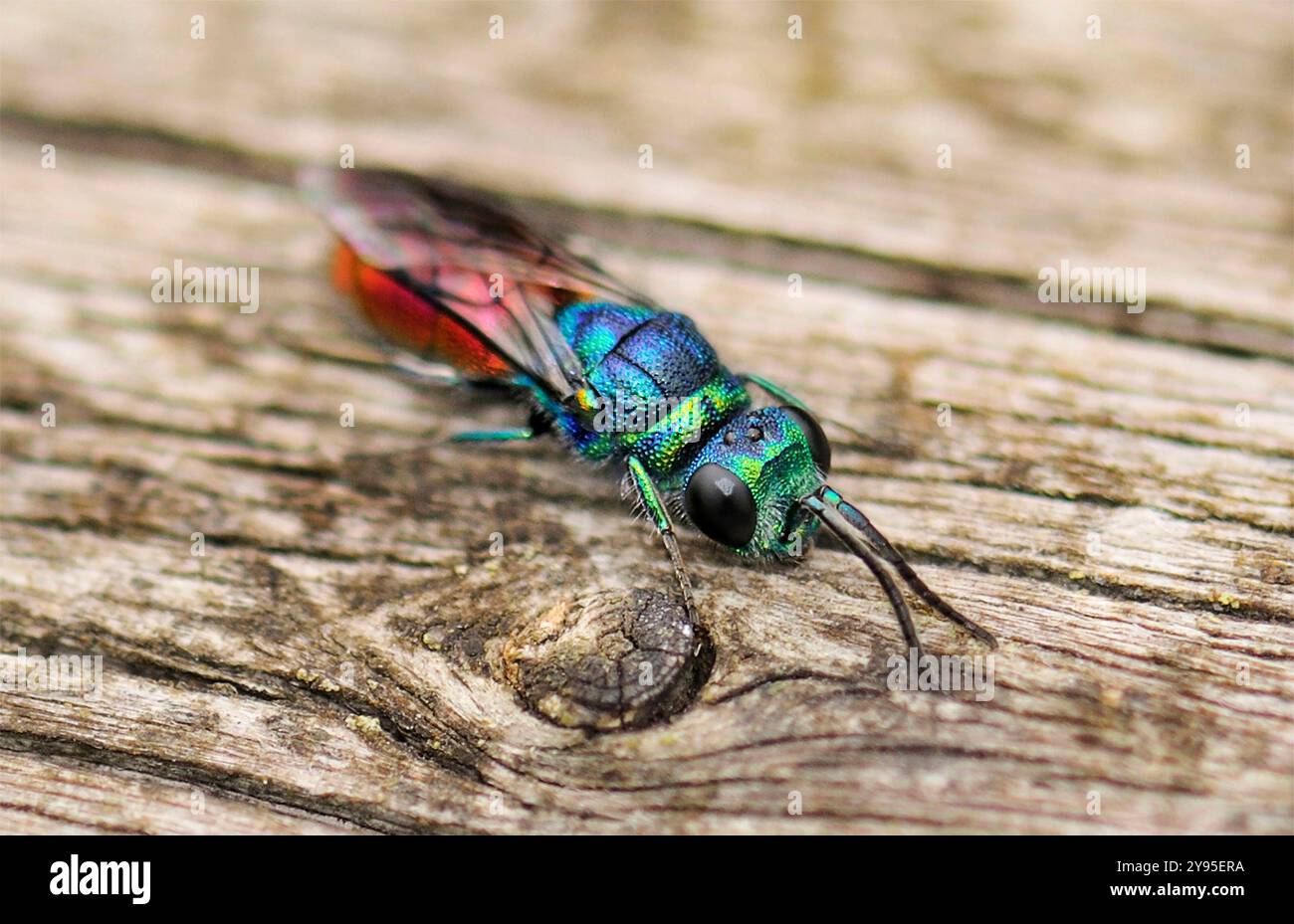 A Ruby tailed wasp, Chrysis ignita, on an old piece of wood. It is ...