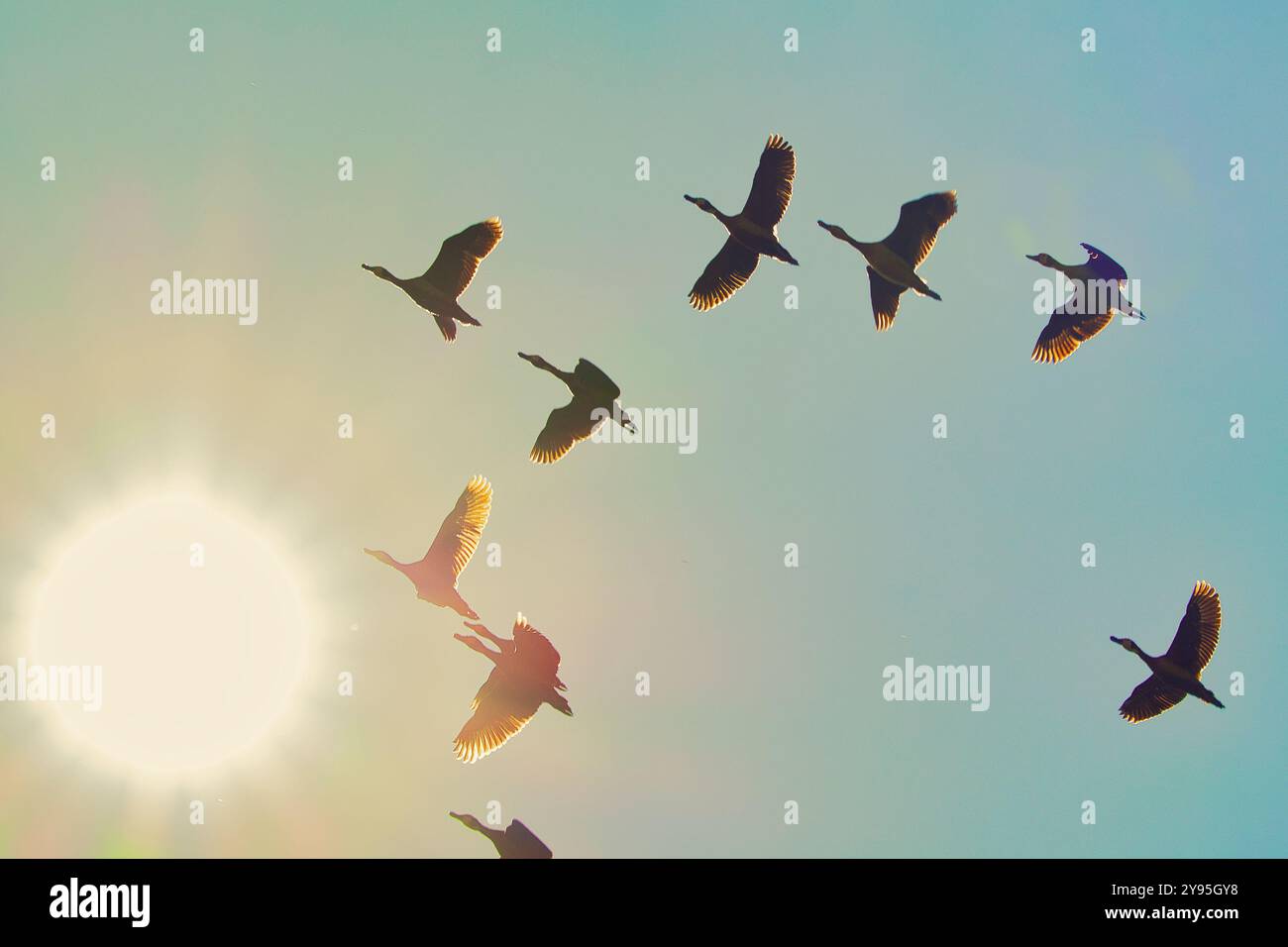 A flock of birds flying in a circle in the sky. The birds are in ...