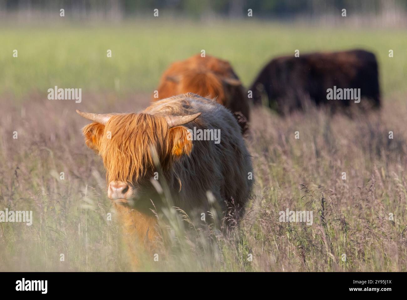 Highland cattle in Finland Stock Photo - Alamy