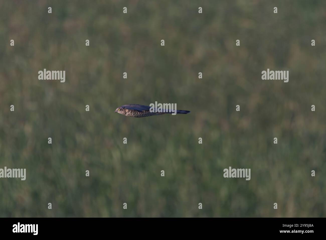 A sparrowhawk flying Stock Photo - Alamy