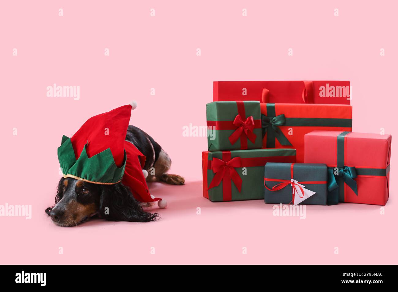 Cute cocker spaniel in elf costume with Christmas gifts on pink ...