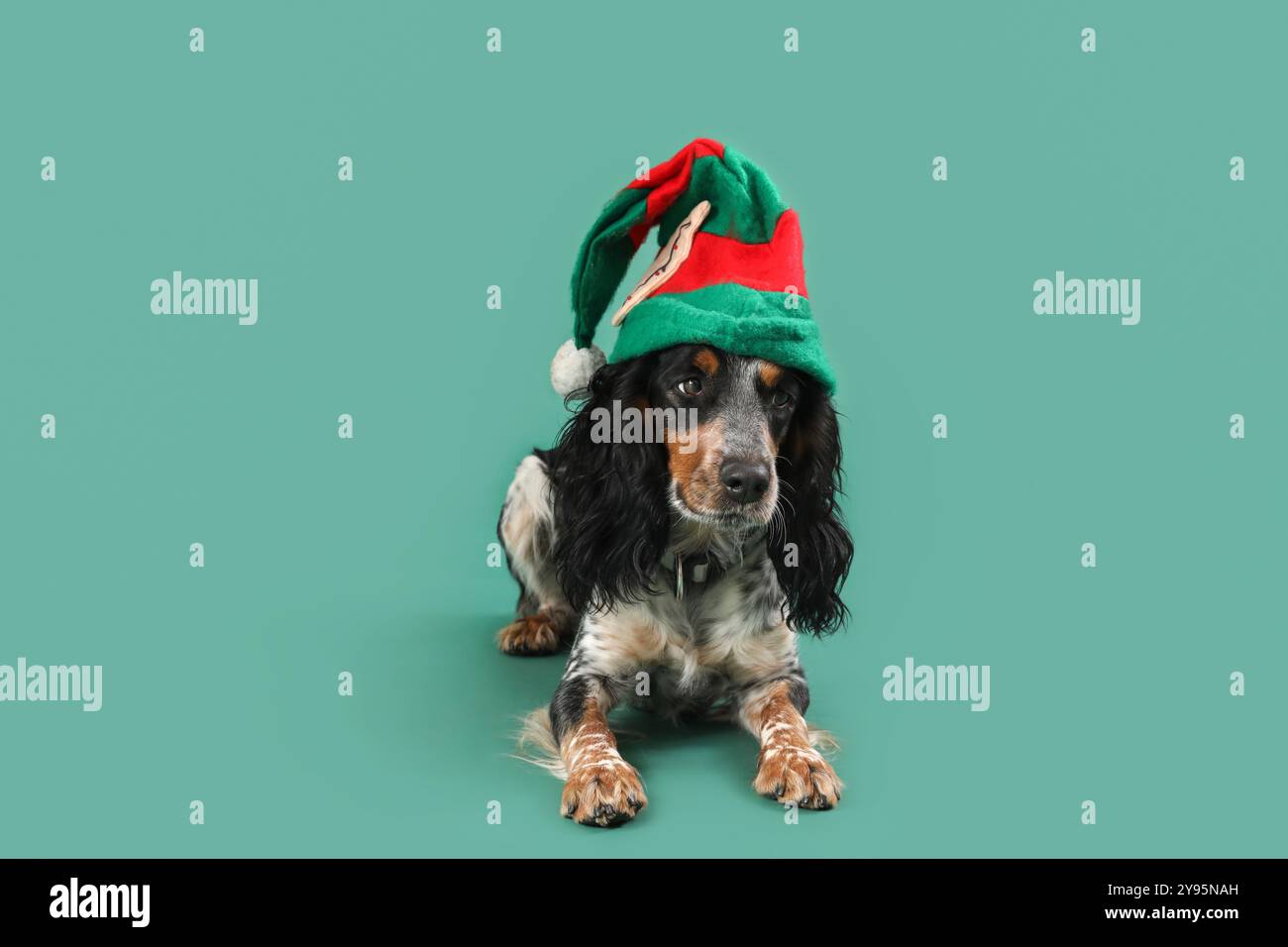 Cute cocker spaniel in elf hat on green background Stock Photo - Alamy